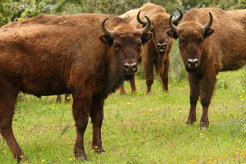 Naturaleza y fotografía: Bisontes