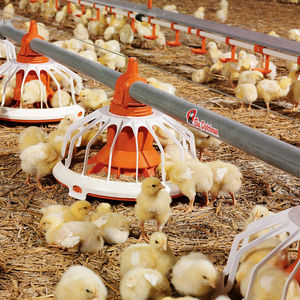 Best Poultry Information site