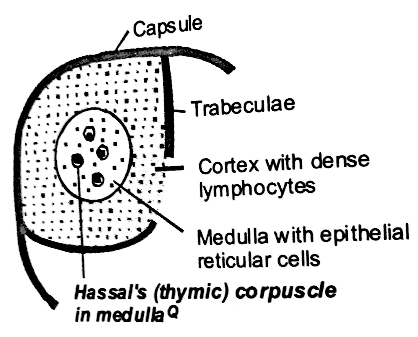 Histology of Spleen | GrayLobe