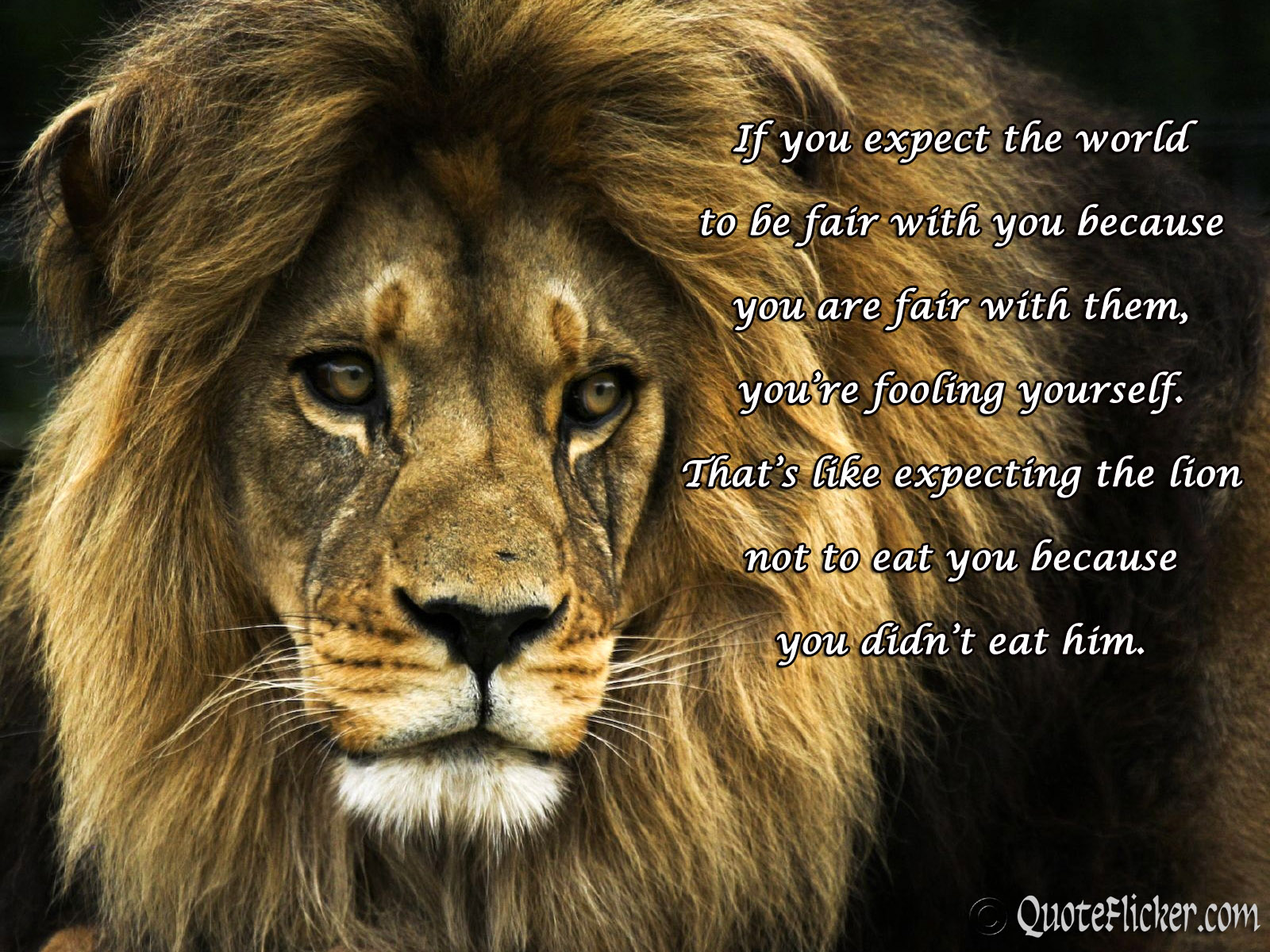 Beautiful Lion Quotes. QuotesGram
