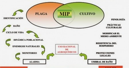 MIPE: ETIMOLOGIA : Manejo Integrado de Plagas y Enfermedades
