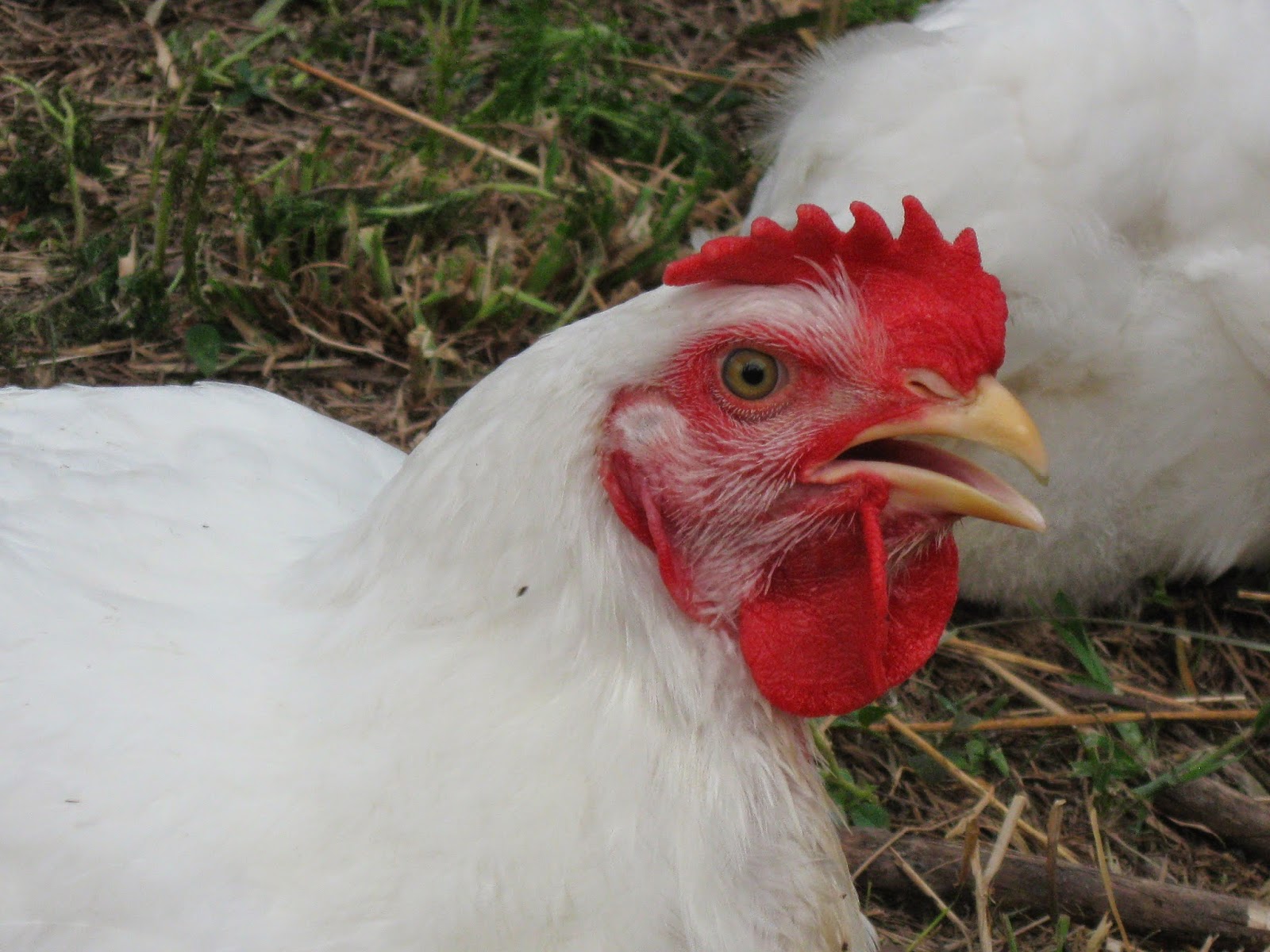 Kleinshire: Chicken available