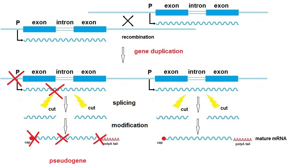 Sandwalk: Different kinds of pseudgogenes: Duplicated pseudogenes