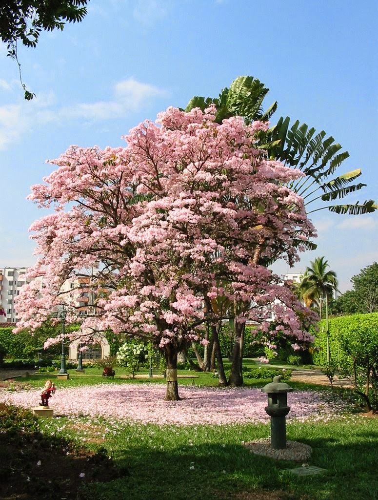 aZzz storiezZy..: Bunga Sakura Malaysia @ Tabebuia pentaphylla @ Tecoma ...