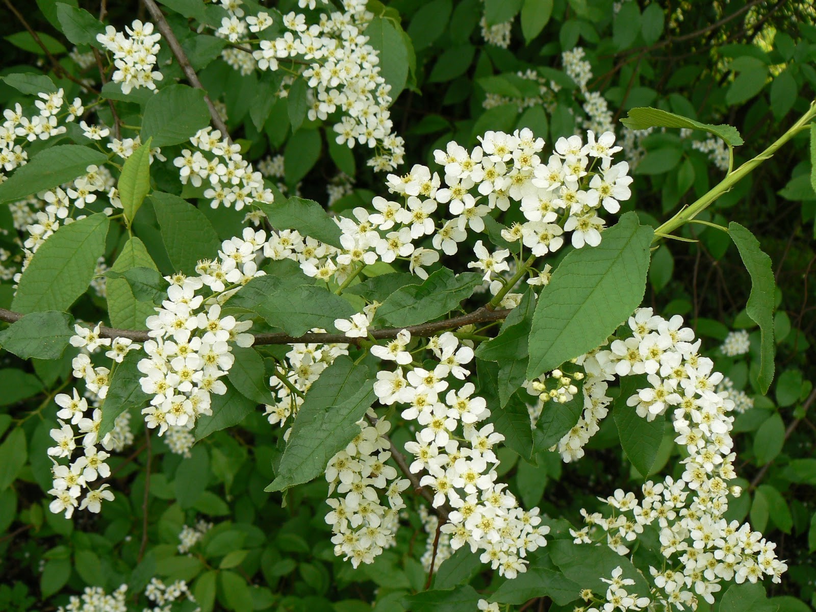 PauliinHermeliini kambrike: Toomingas