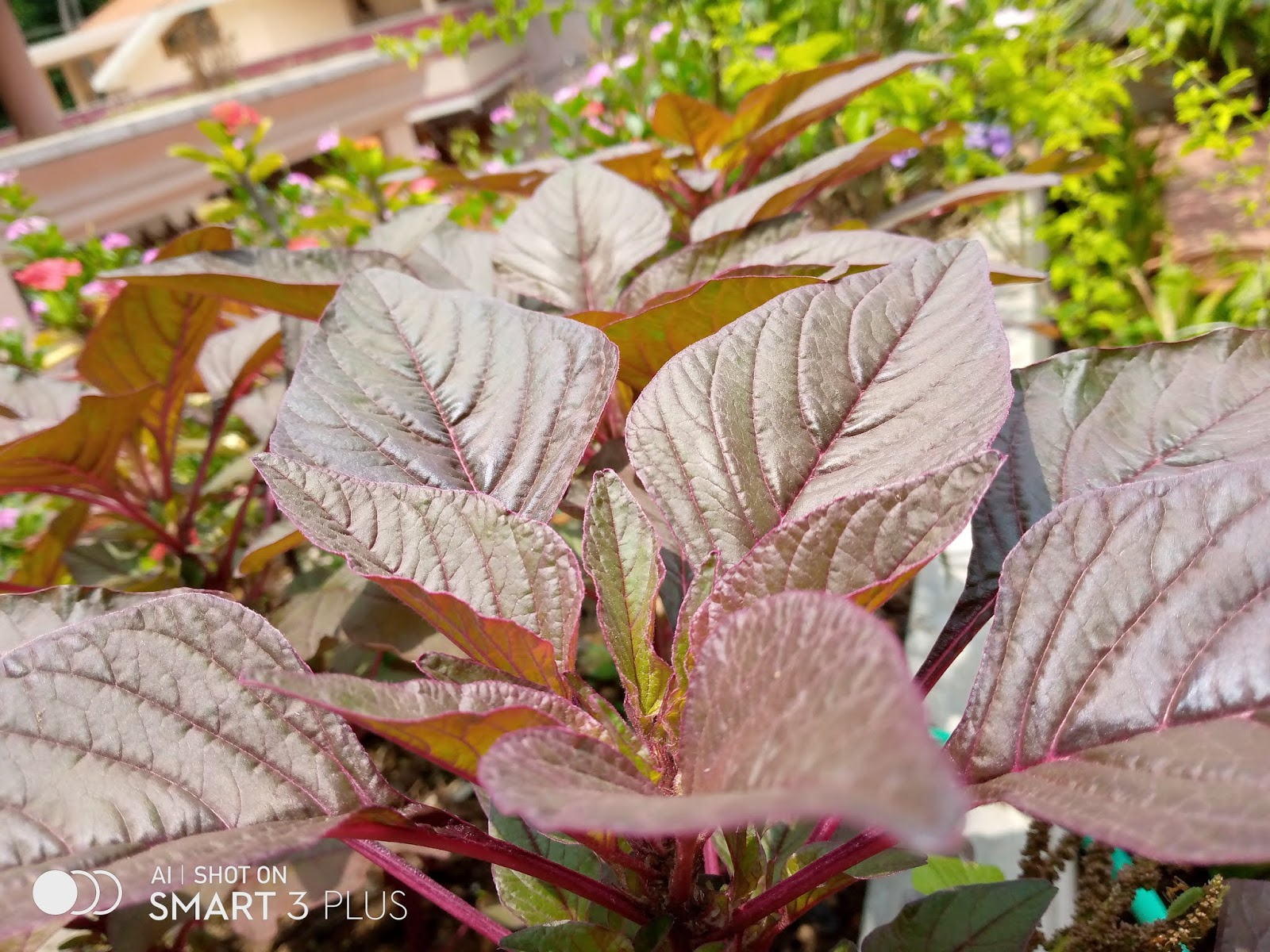 Infinix Smart S3 Plus rear camera review with samples - TECHPHLIE