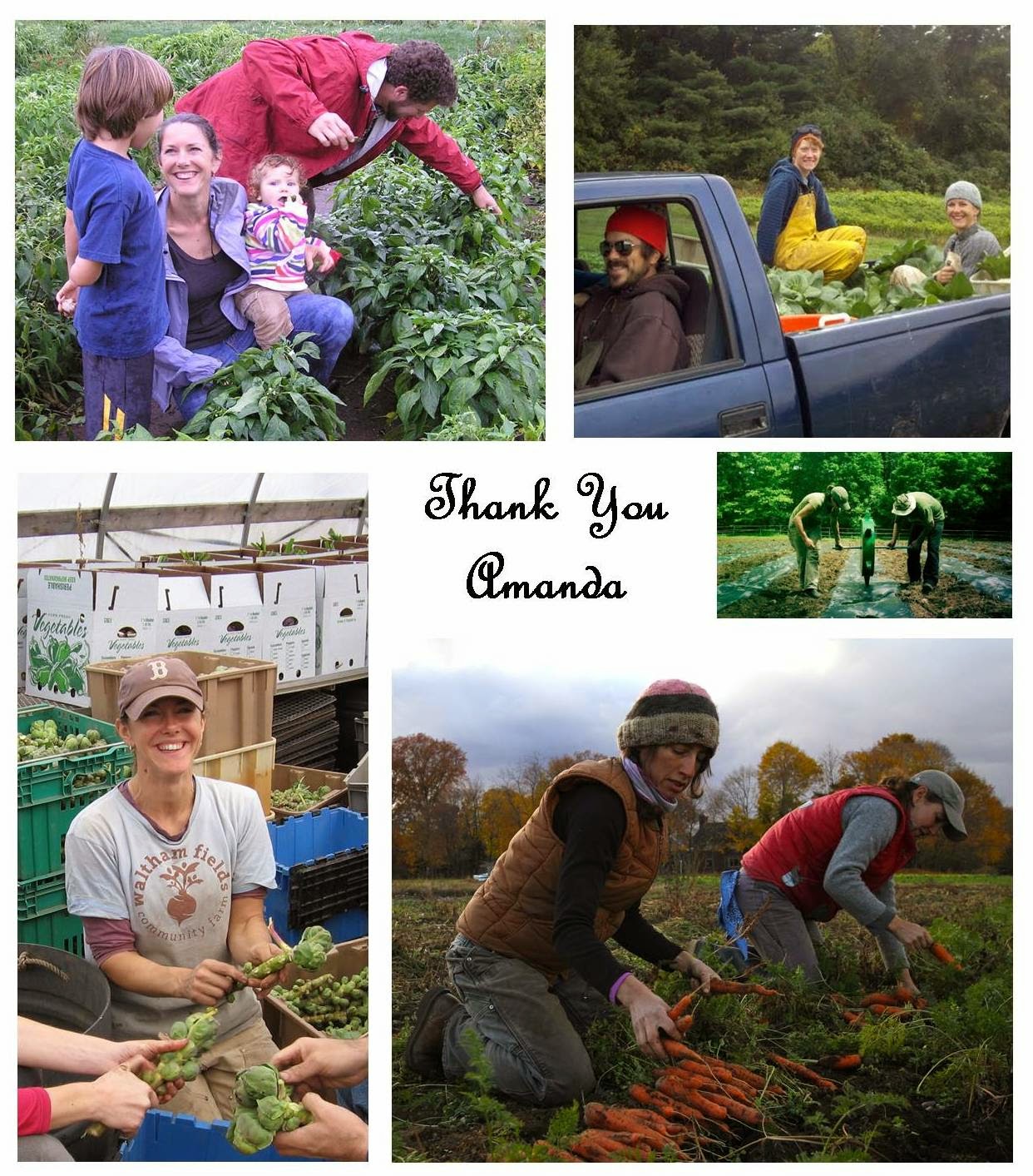 Waltham Fields Community Farm: NOTES FROM THE FIELD – A Decade of ...