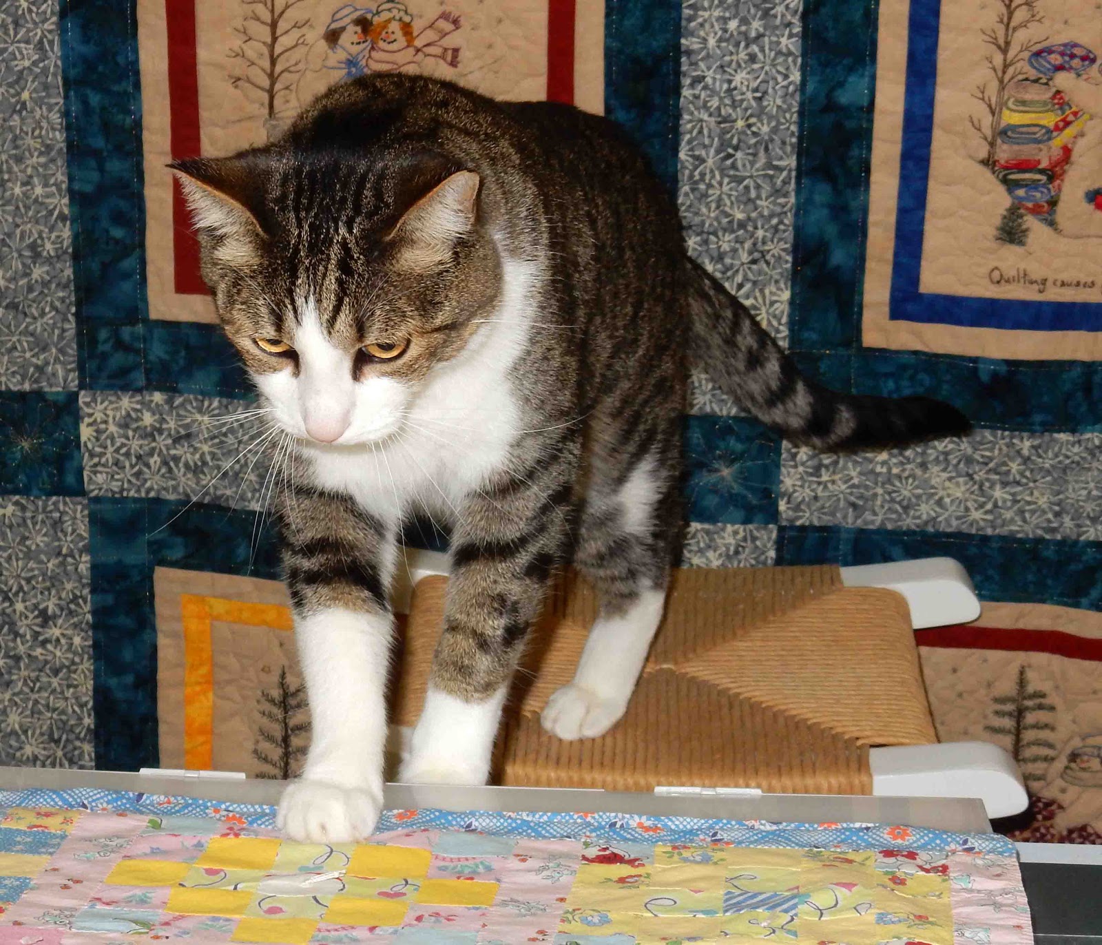 Cat Patches: The Cats are Cornered