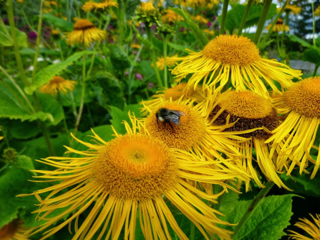 Elecampane Tea Benefits ~ Healthy Tea 101