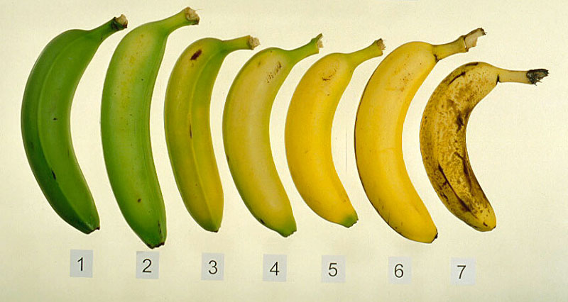 The Blogging Biologist: Bags o' Bananas