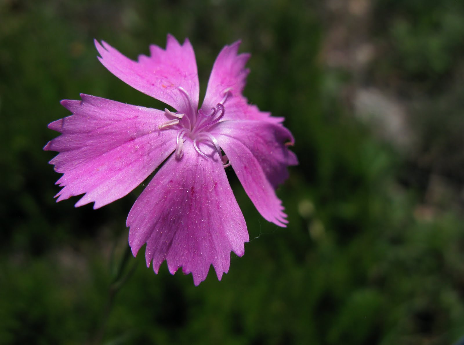 Flores y Palabras: Clavel silvestre