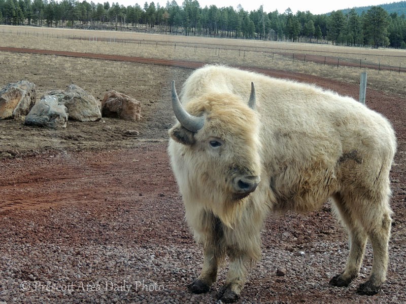 Prescott Area Daily Photo: Bearizona....White Buffalo