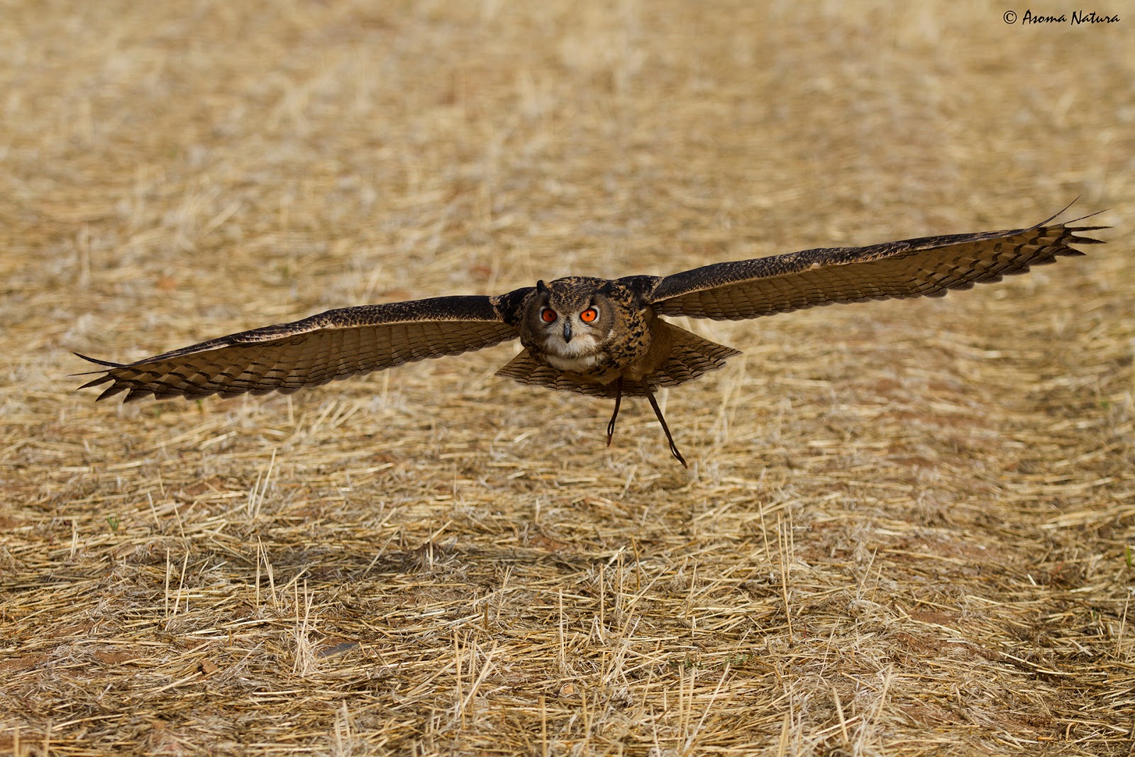 Lienzo tierra: octubre 2015