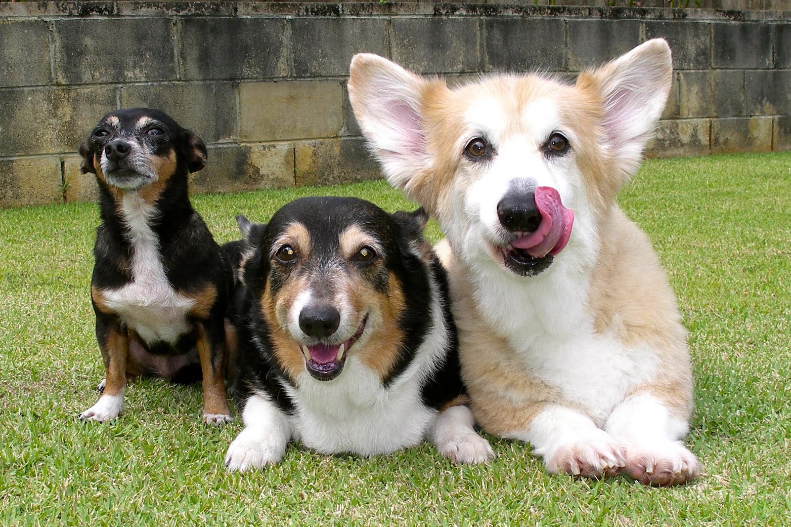 Corgis Rule