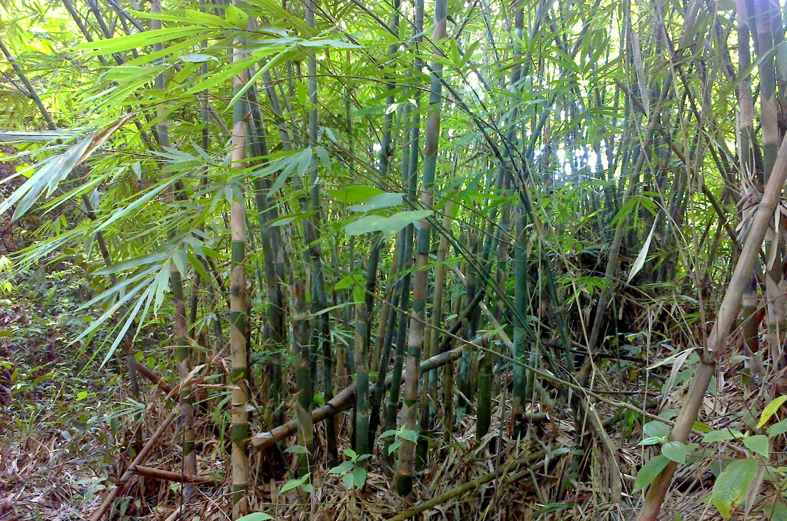 Mencari Buluh Dan Membakar Lemang - Taman Rasa Indah - Relaks Minda