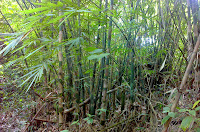 Mencari Buluh Dan Membakar Lemang - Taman Rasa Indah - Relaks Minda