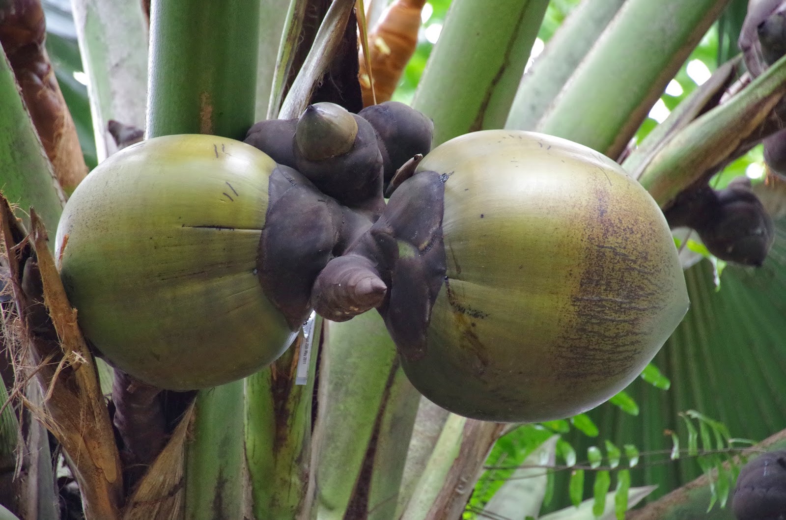 Trees and Plants: Double Coconut (Kelapa Laut)
