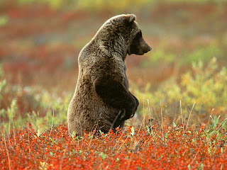osos,osos polares,wallpapers hd,fondos,bear,