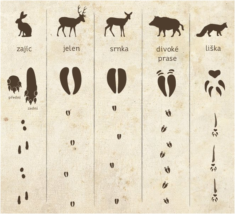 Hledačka: Stopování v lese