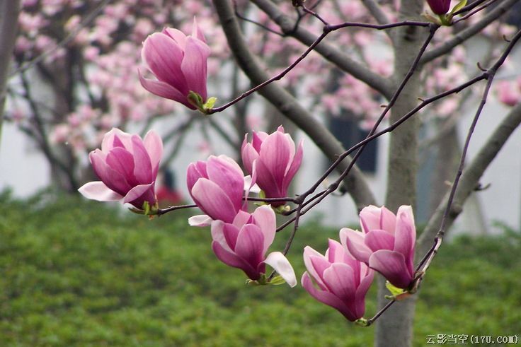 Arbol de loto - Imagui