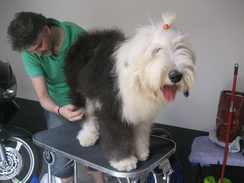 Mi Viejo Pastor Ingles