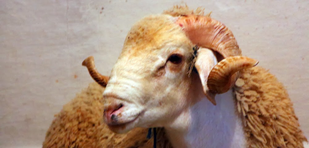 THE VIEW FROM FEZ: Eid In Fez ~ 2013 ~A Photo Essay