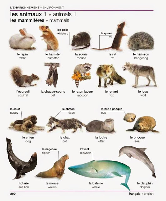 Le français utile: Les animaux sauvages (Booklet, VIIe classe, Unité 6 ...