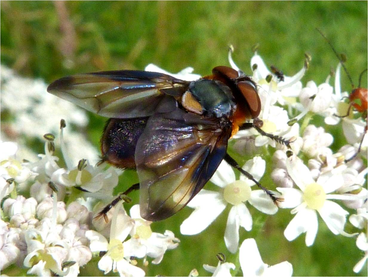 Insects of Scotland: Tachinids