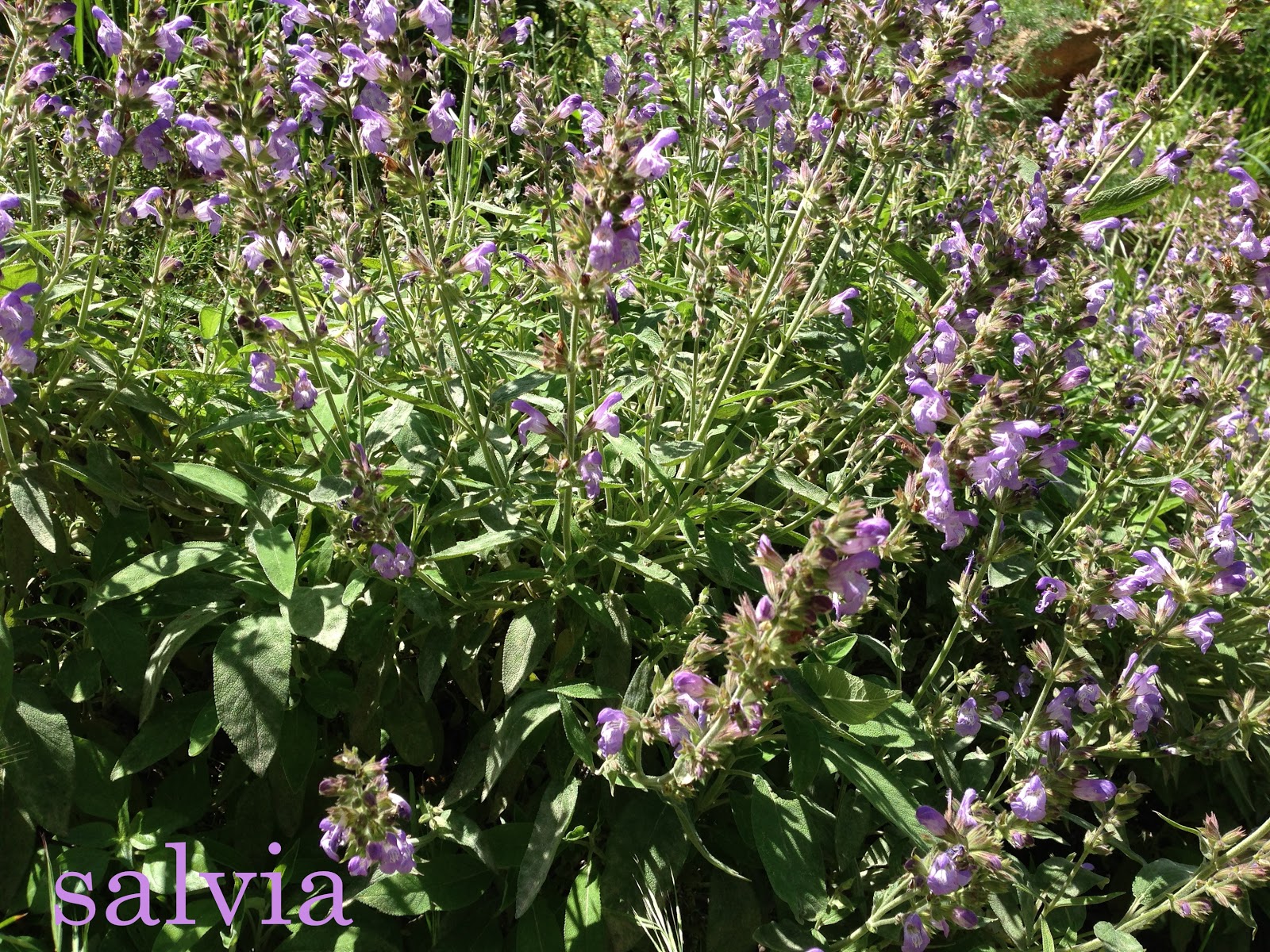 5 elementos en tu comida: Receta: Cómo hacer aceite de salvia