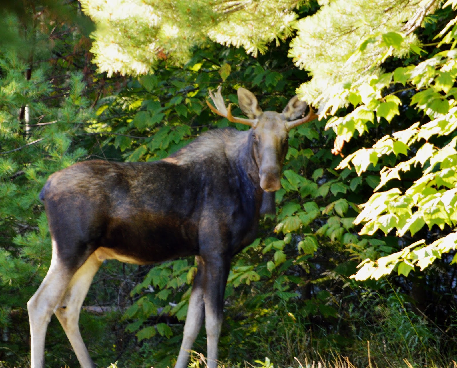 "Acadia's Mainely Ours" : ACADIA MOOSE STORY (w/ Pictures)