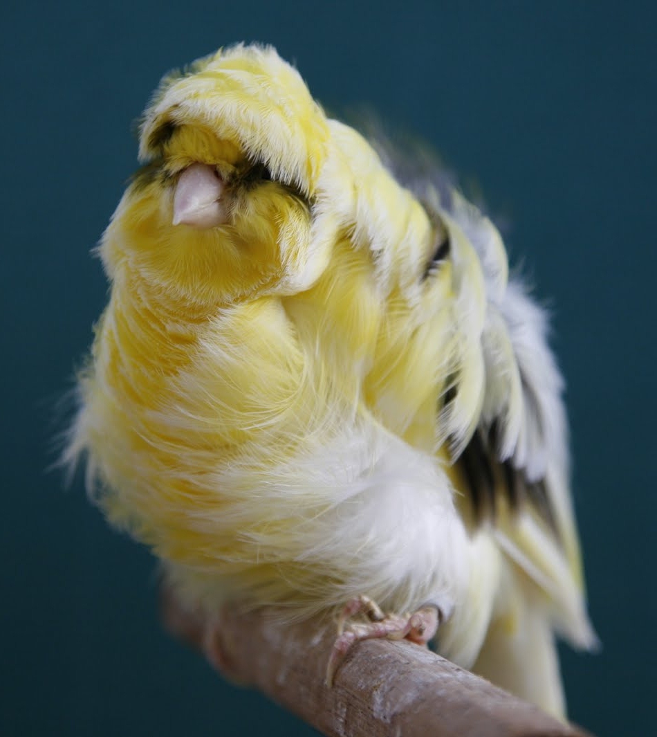 LOS CANARIOS DE POSTURA: Canarios Rizados (1)