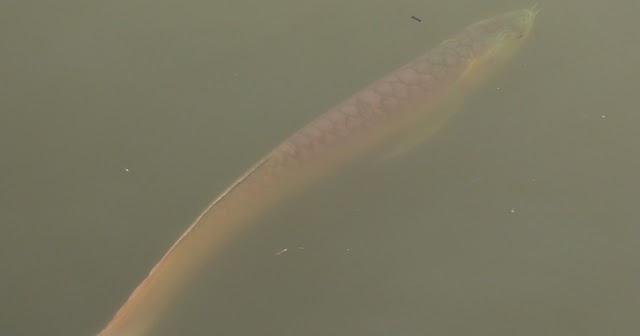 Singapore Wild Animals: Arawanas and Knifefish