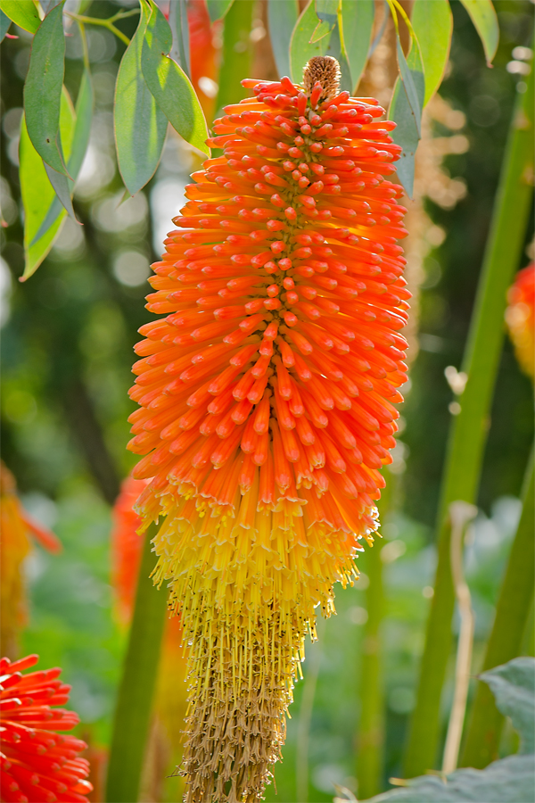 Linda Cochran's Garden: A Good Combination