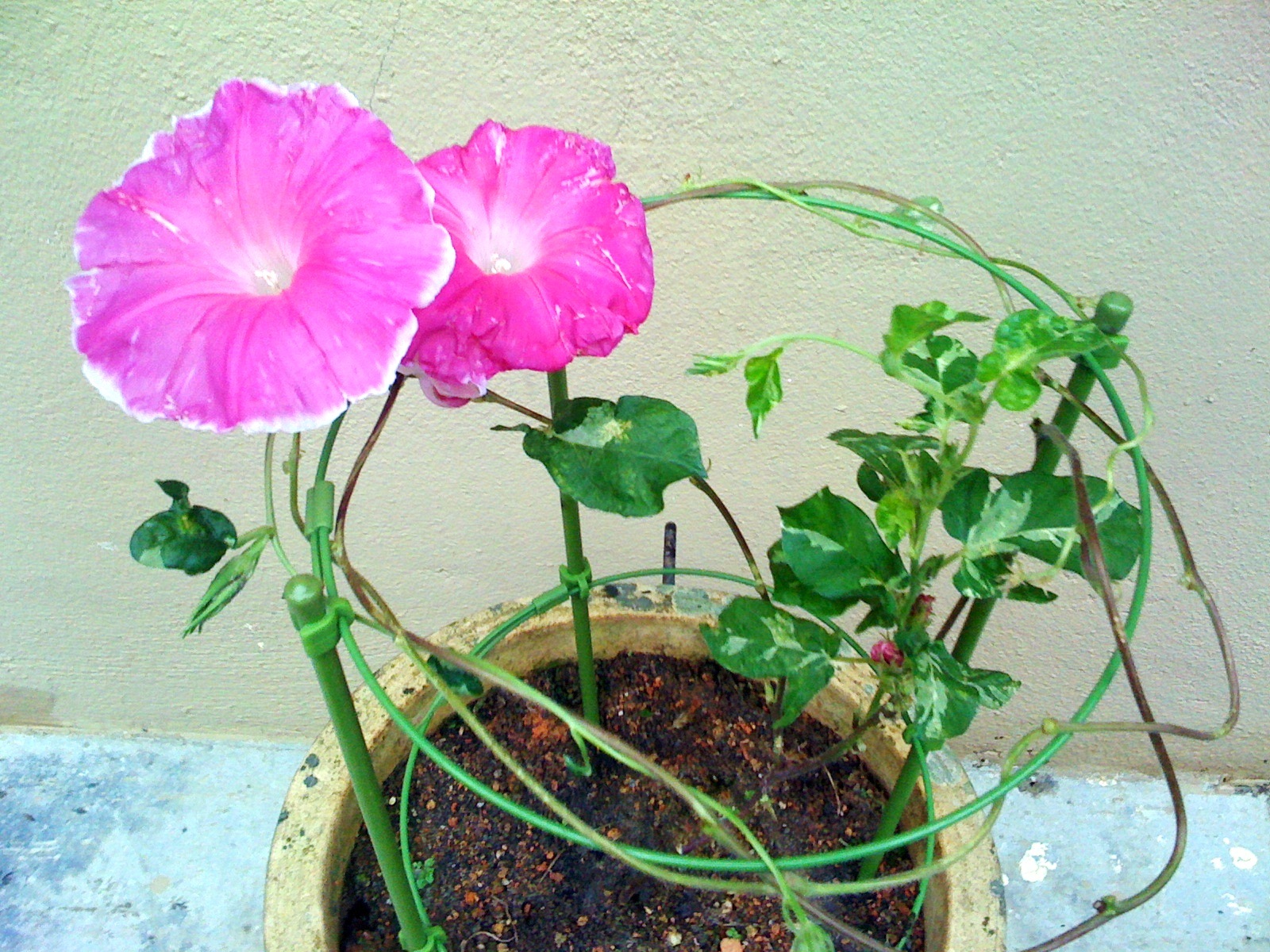 Bunga Seri Pagi (Asagao) : September 2012