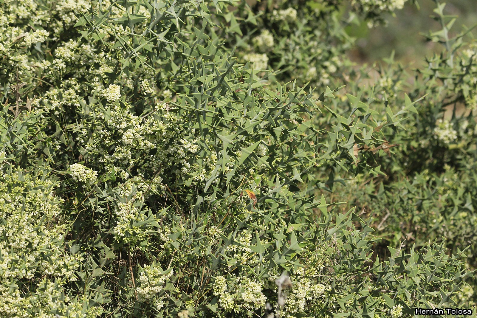 Flora Bonaerense: Curro (Colletia paradoxa)