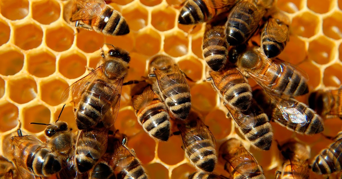2018, primer año en celebrar el Día Mundial de las Abejas - Tu Ciudad ...