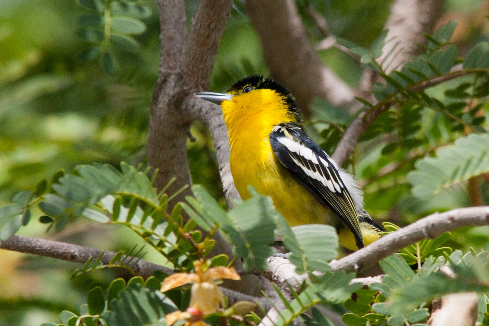 SOUTH EAST ASIA BIRDS - Malaysia birds paradise: Iora (Male)