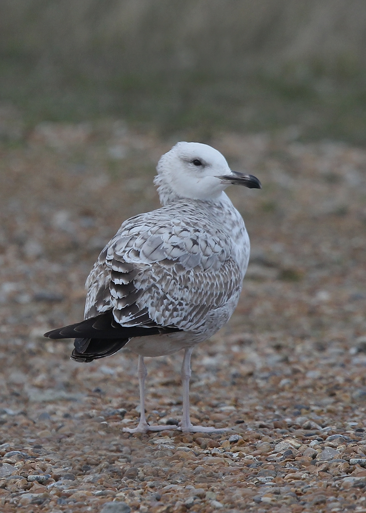 Richard Smith - Birdwatching Days Out: CASPIAN GULL, 1st winter x 3 ...