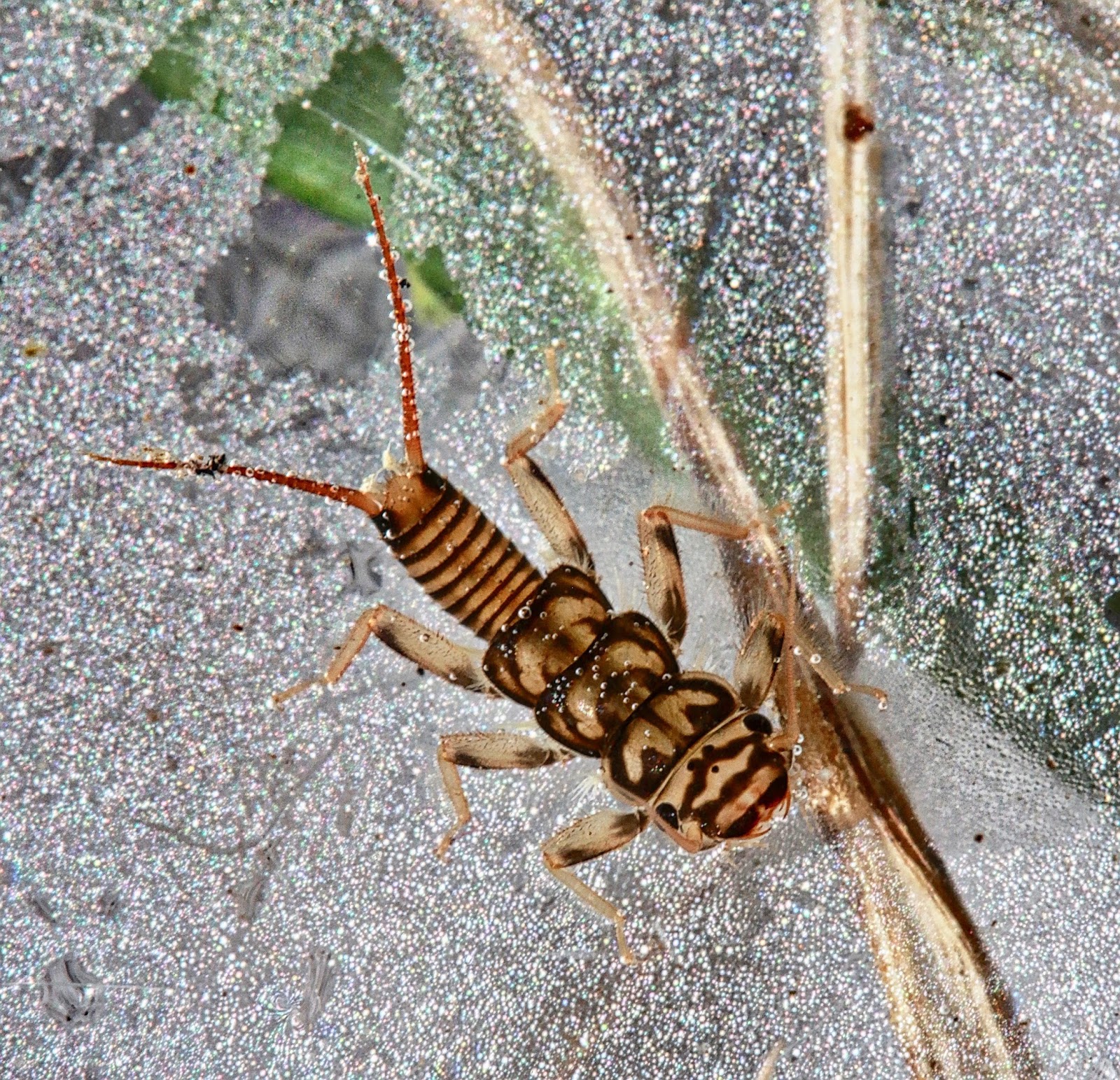 Aquatic Insects of Central Virginia: November 2017
