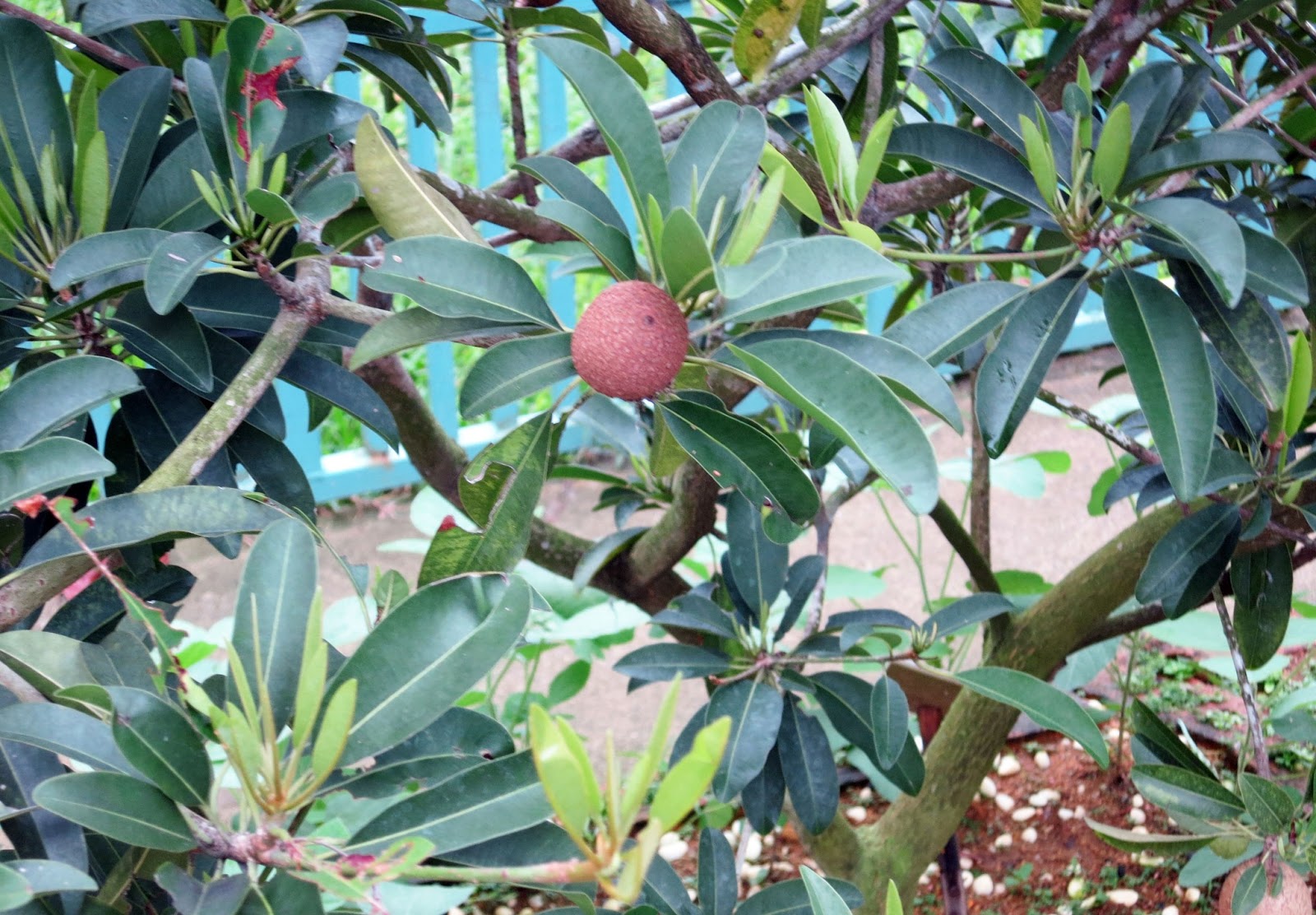 serenechoo.com: Community Garden