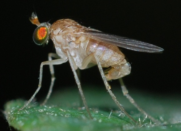 Bosque despierto: Mosca amarilla de patas largas