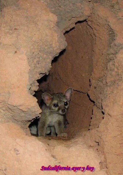 SUDCALIFORNIA DE AYER Y HOY: Fauna en Sudcalifornia.