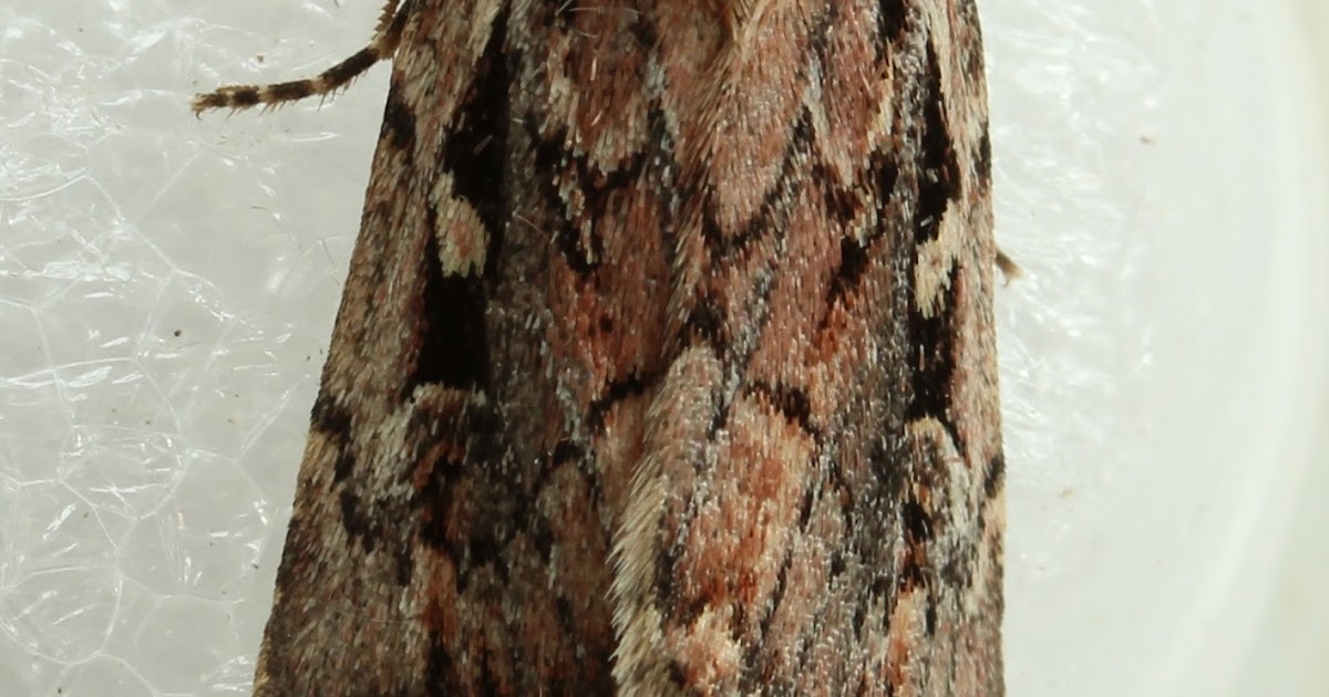 Ceredigion Moths: Heath rustic and friends