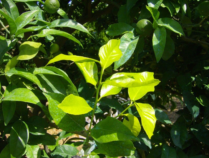 El huerto del Lopez: INJERTO DE LIMON EN NARANJO