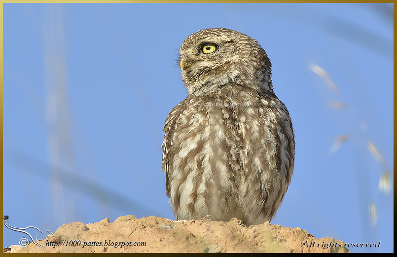 WILDLIFE GATEWAY: Chouette (Chevêche) d'Athéna