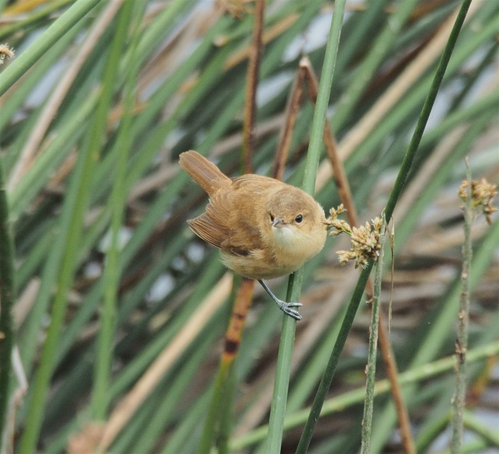 Majura birds: January 2013