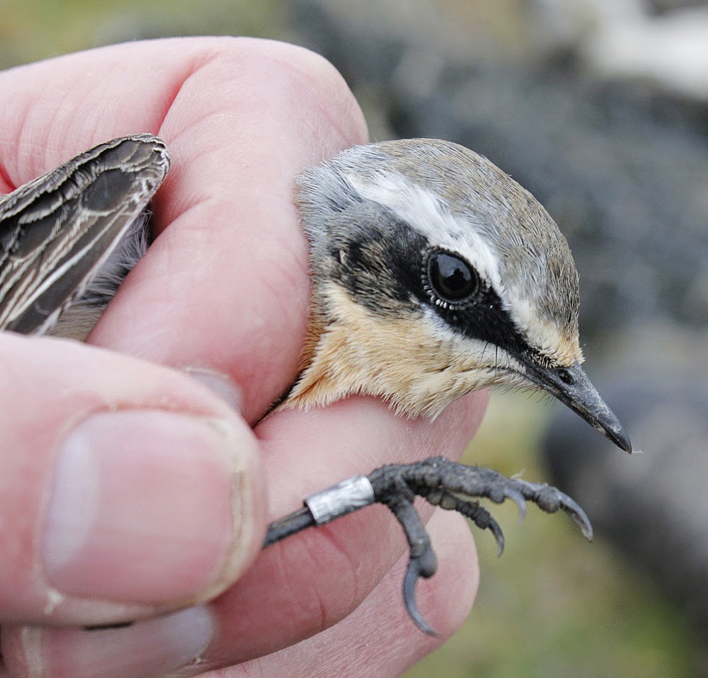 Another Bird Blog: Greenland Bound