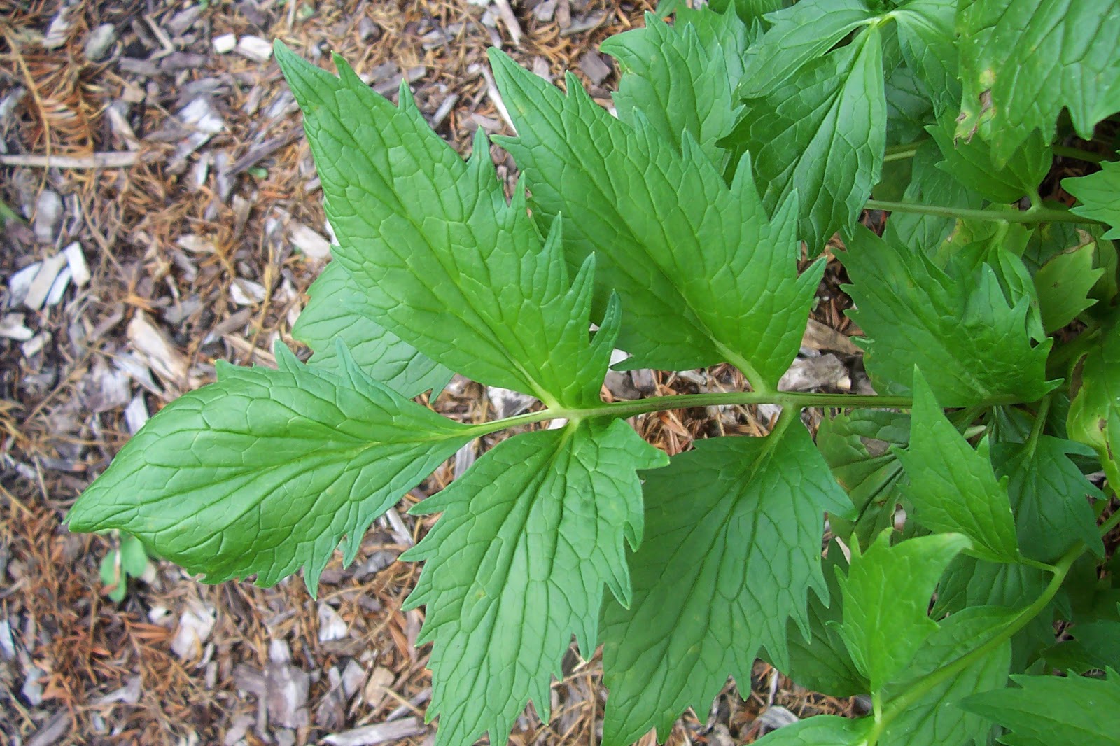 Thymes Ancient Remedies: Herbal Sedatives Part 2: Kava-Kava & Valerian