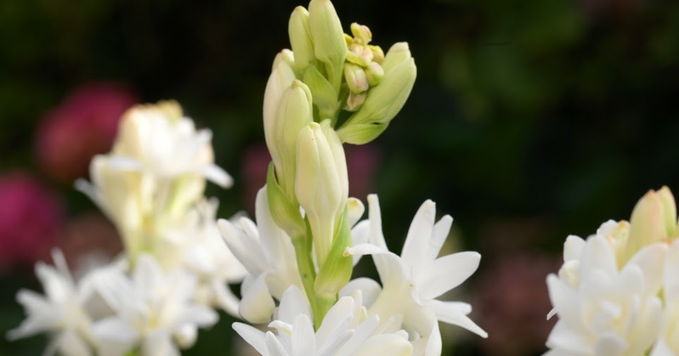 Baru 28+ Gambar Bunga Sedap Malam