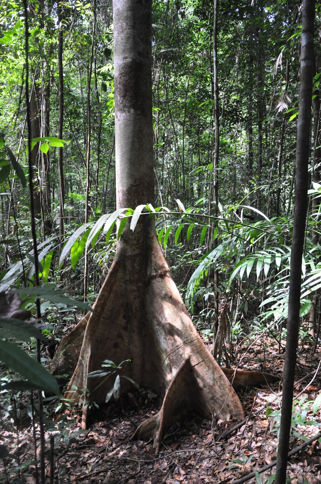 RAMZI SMART TRAVEL: Bangkirai hill : a traveling destinations that so ...